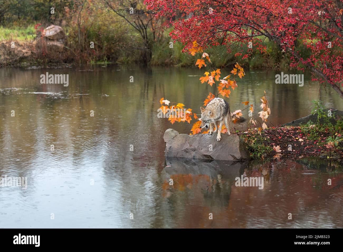 Coyote (Canis latrans) on Rock Leans Down Mouth Open Autumn - captive ...