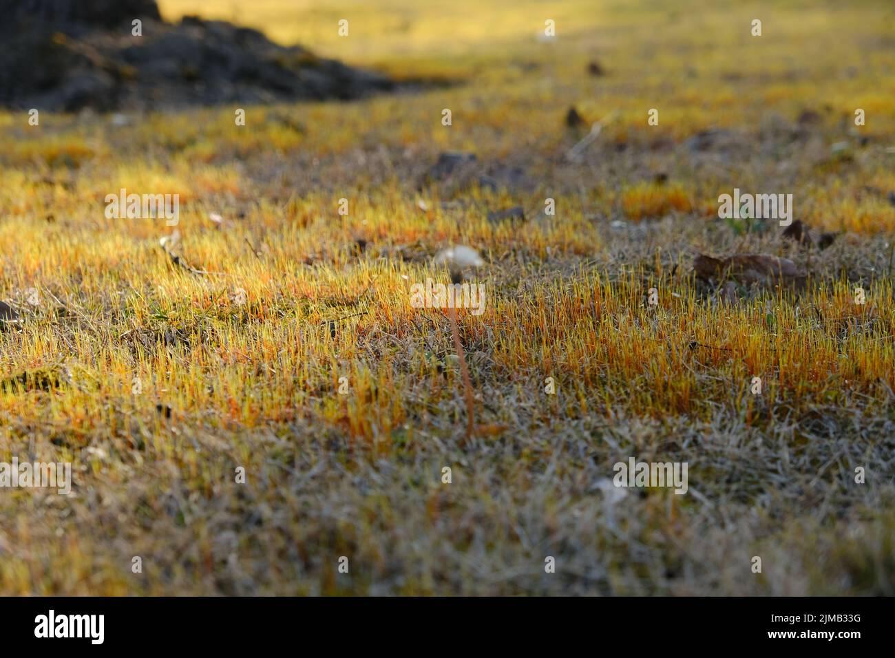 The yellow dry grass with a dandelion against a tree root Stock Photo ...