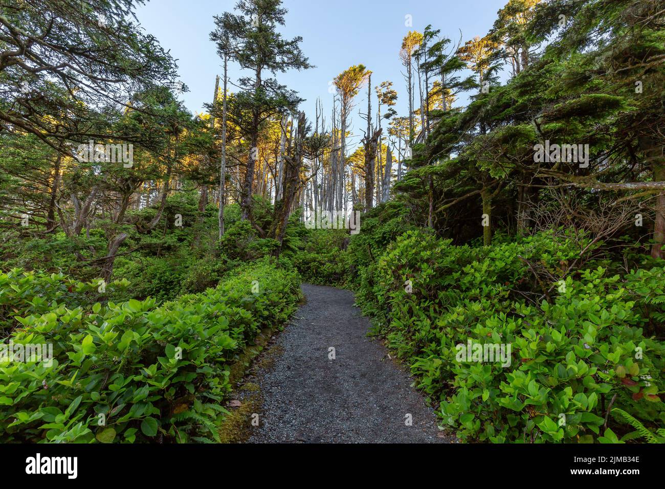 Hiking Path surrounded by lush green trees and bushes in the Morning ...