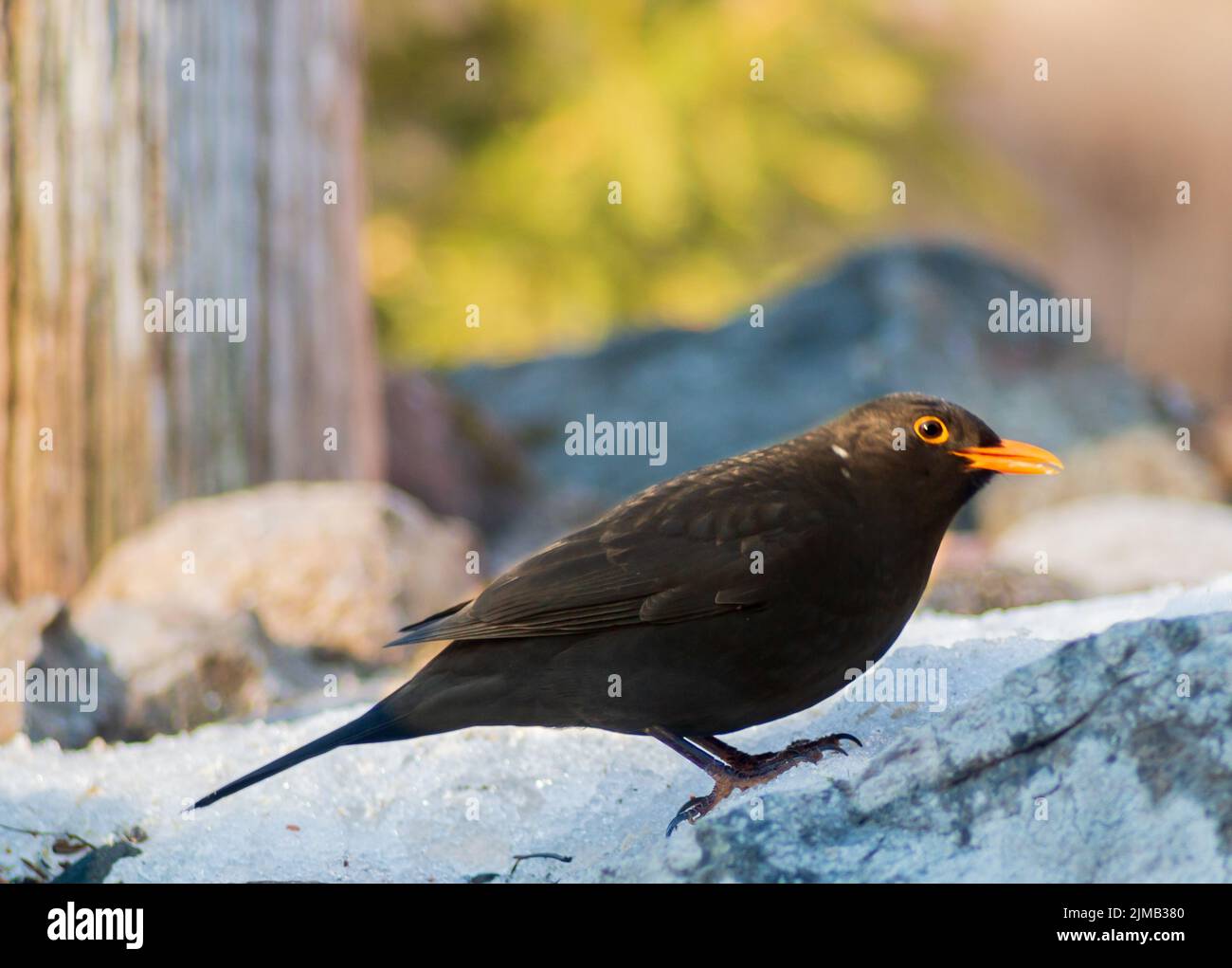A closeup shot of a common blackbird standing on a ground Stock Photo ...