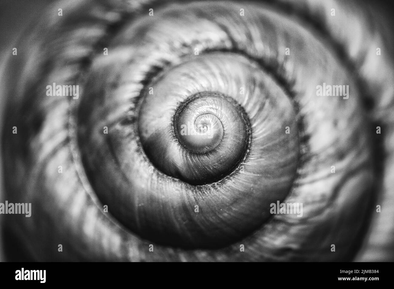 White sea shell Black and White Stock Photos & Images - Alamy