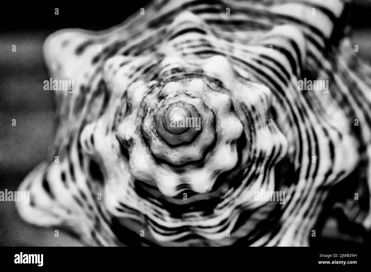 Black and white shell hi-res stock photography and images - Alamy