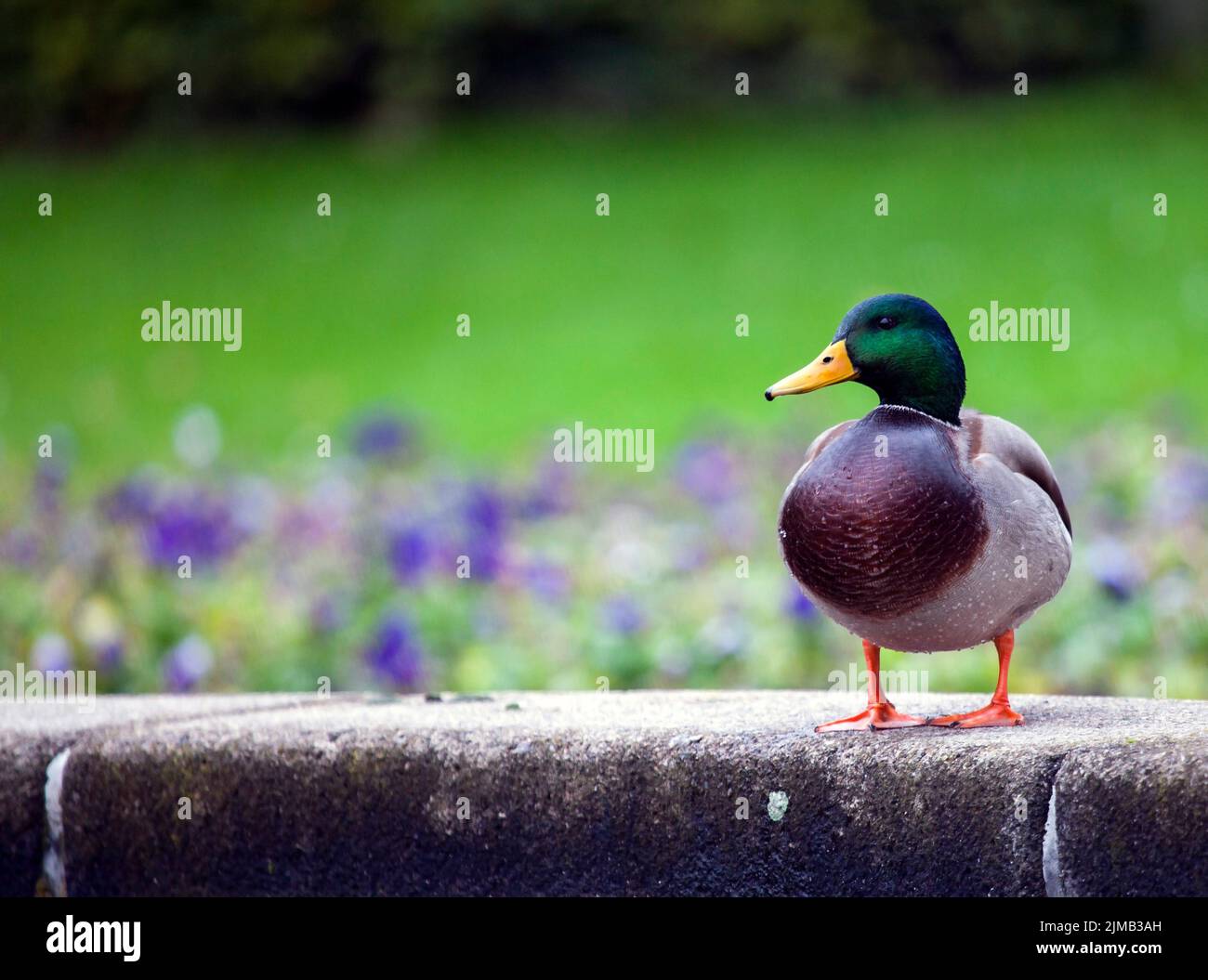 A beautiful wild duck sitting on the stone fence, against blurred field ...
