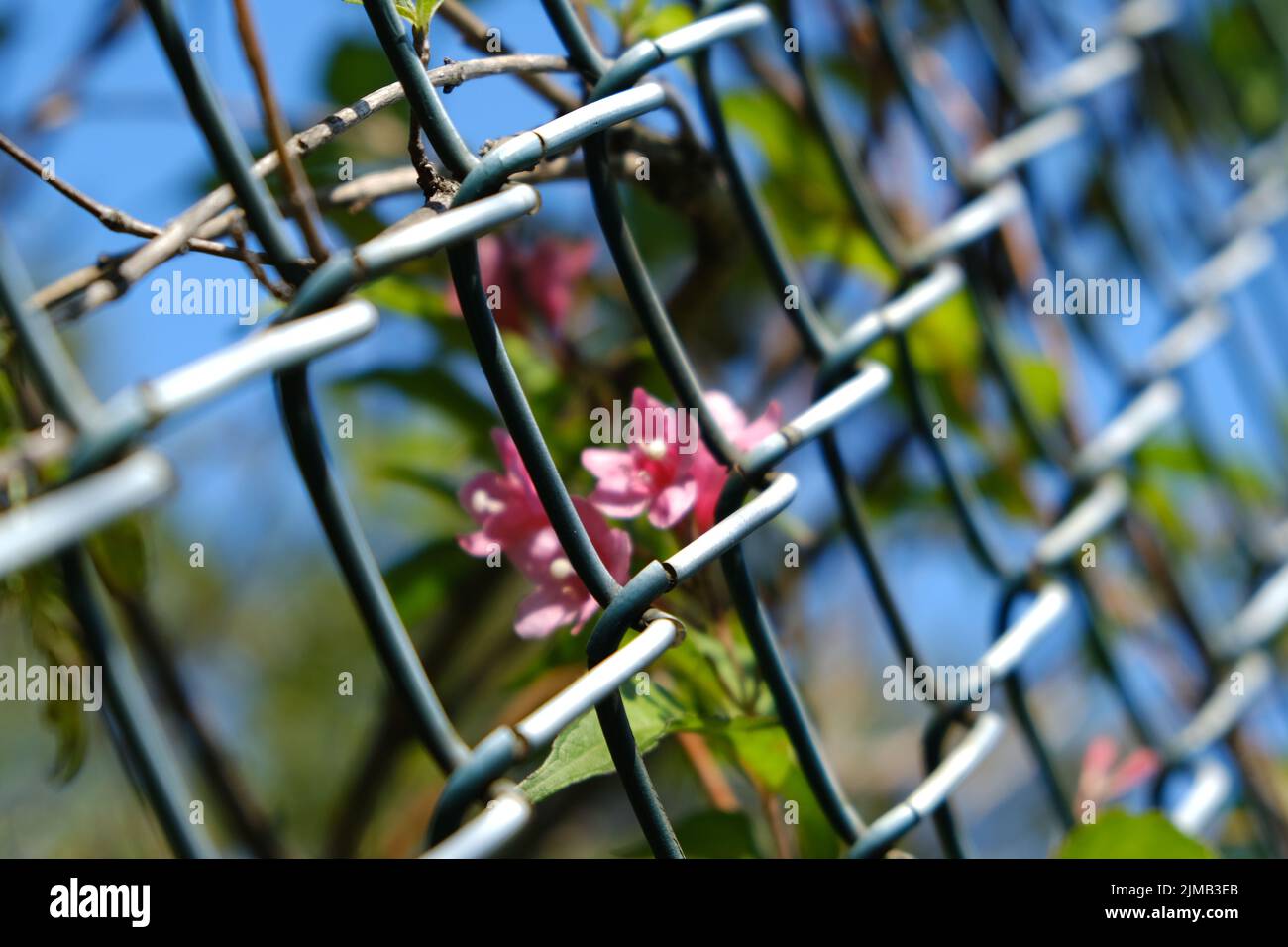 A closeup of the pink flowers and their leaves behind a chain-link ...