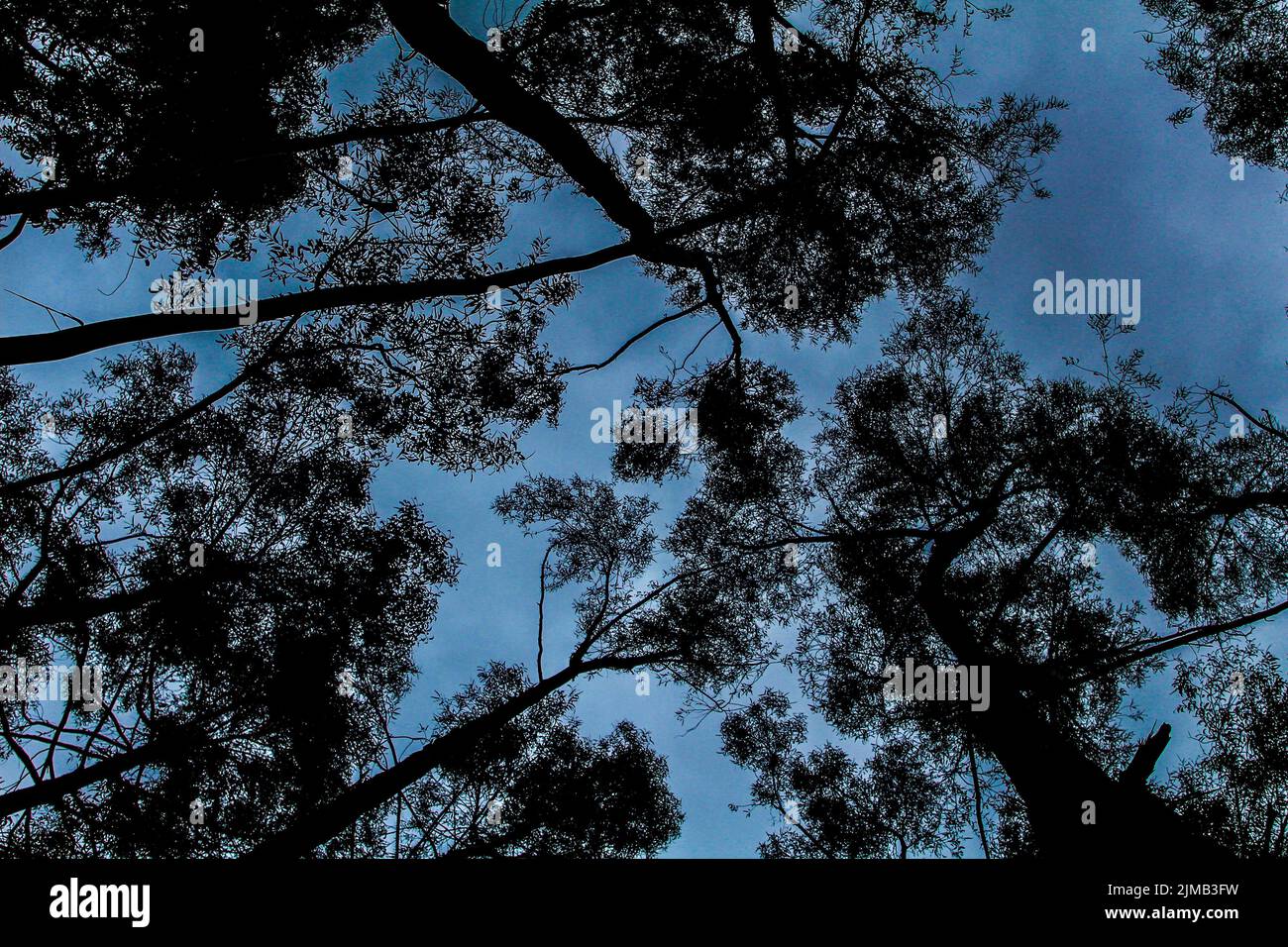 A low angle shot of tall, slim trees on the dark blue sky background ...