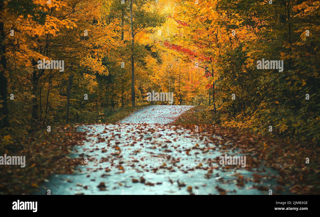 A picteresque alley surrounded by yellow and orange trees in autumn ...
