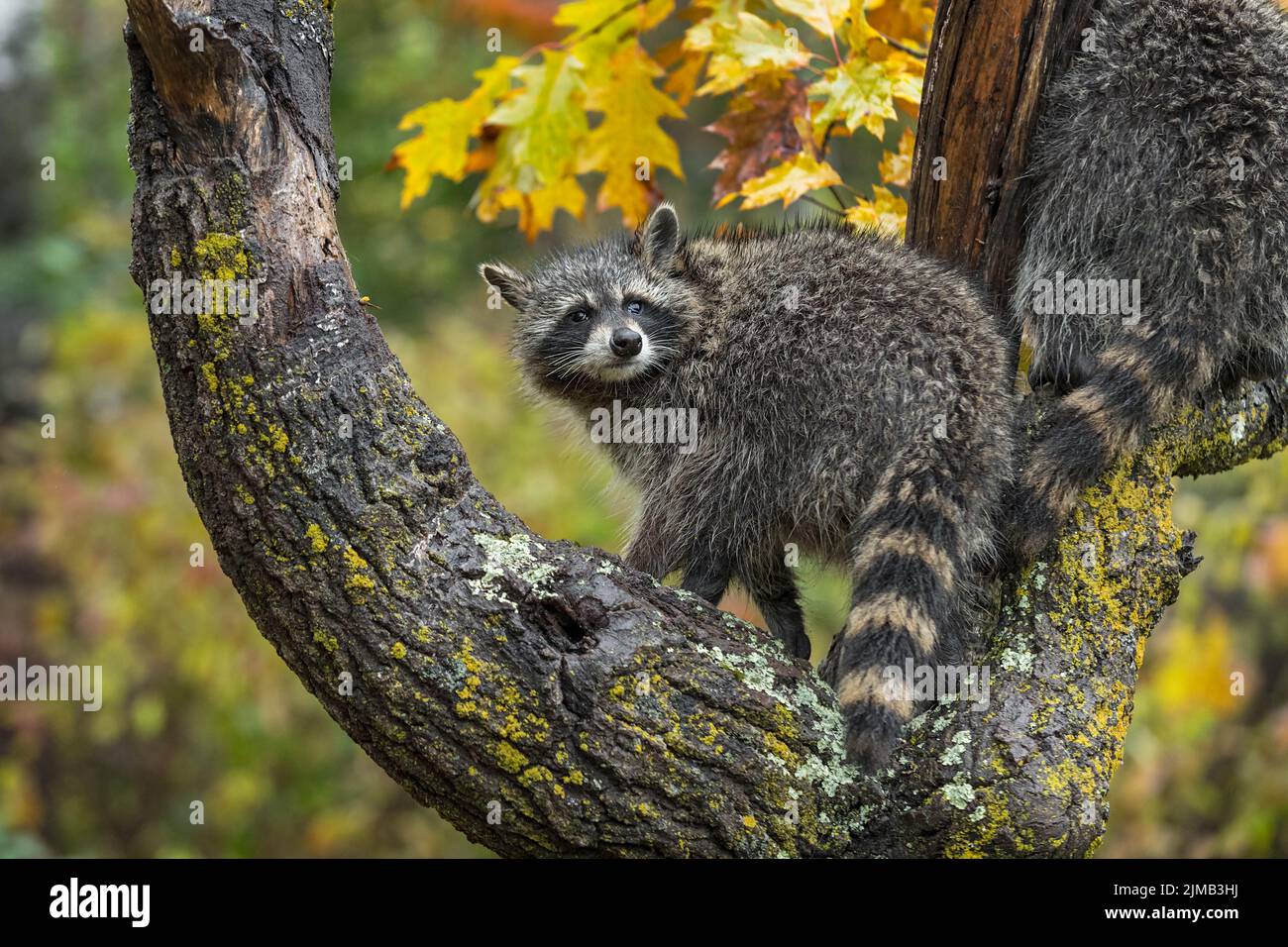 Raccoon (Procyon lotor) Turns to Look Over Shoulder in Tree Autumn ...
