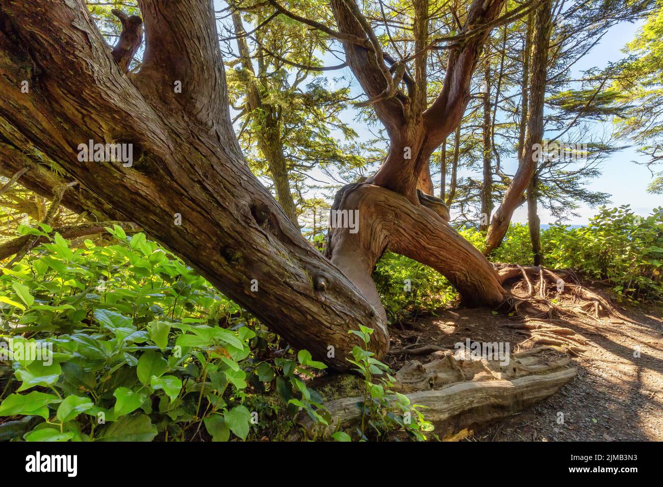 Lush green trees and bushes overlooking the Ocean in the Morning Stock ...