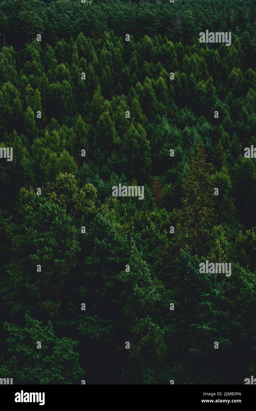 a drone perspective of dense spruce forest - perfect for wallpapers ...