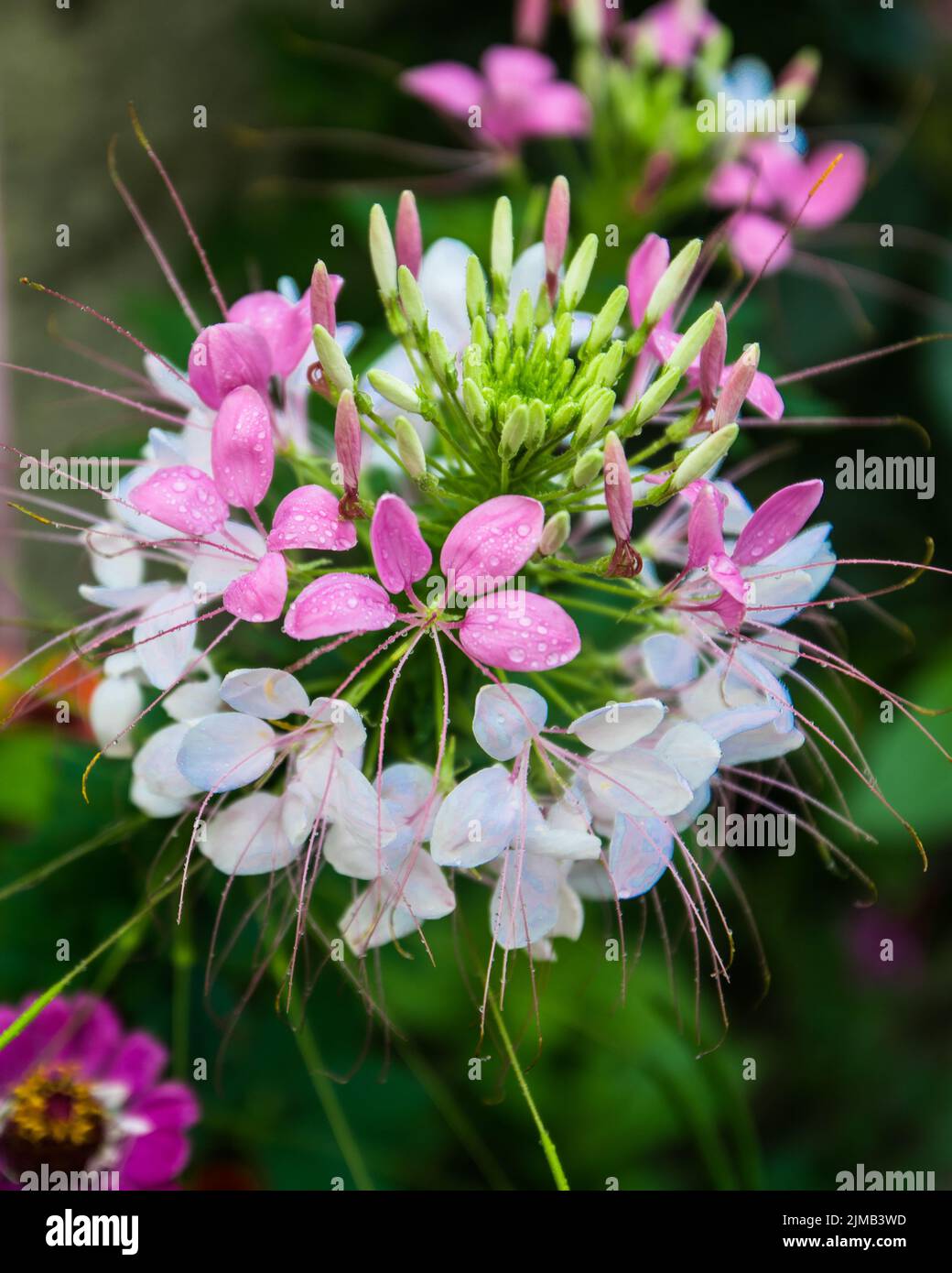 Spider flowers hi-res stock photography and images - Alamy