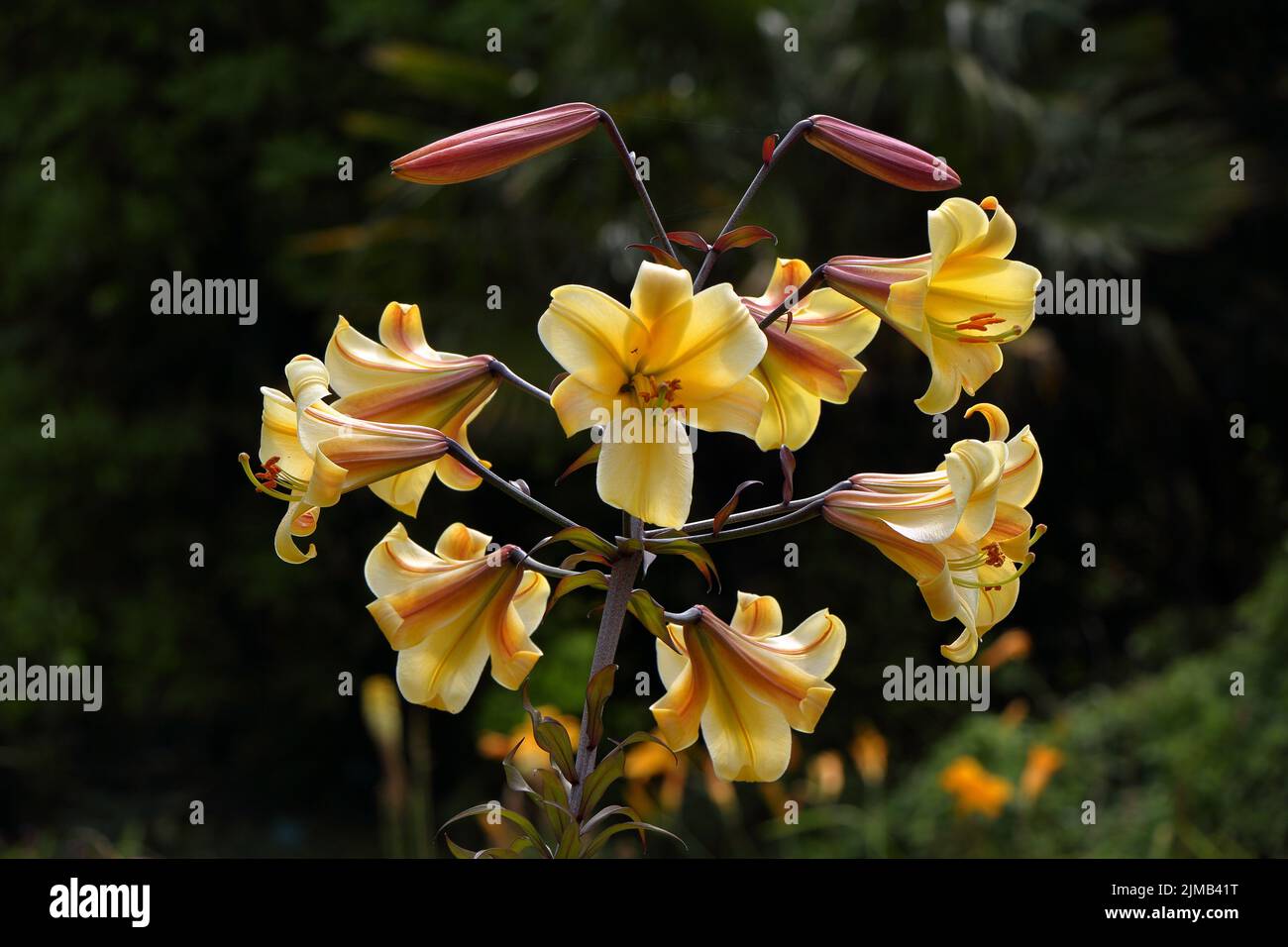 Golden rayed lilies hi-res stock photography and images - Alamy