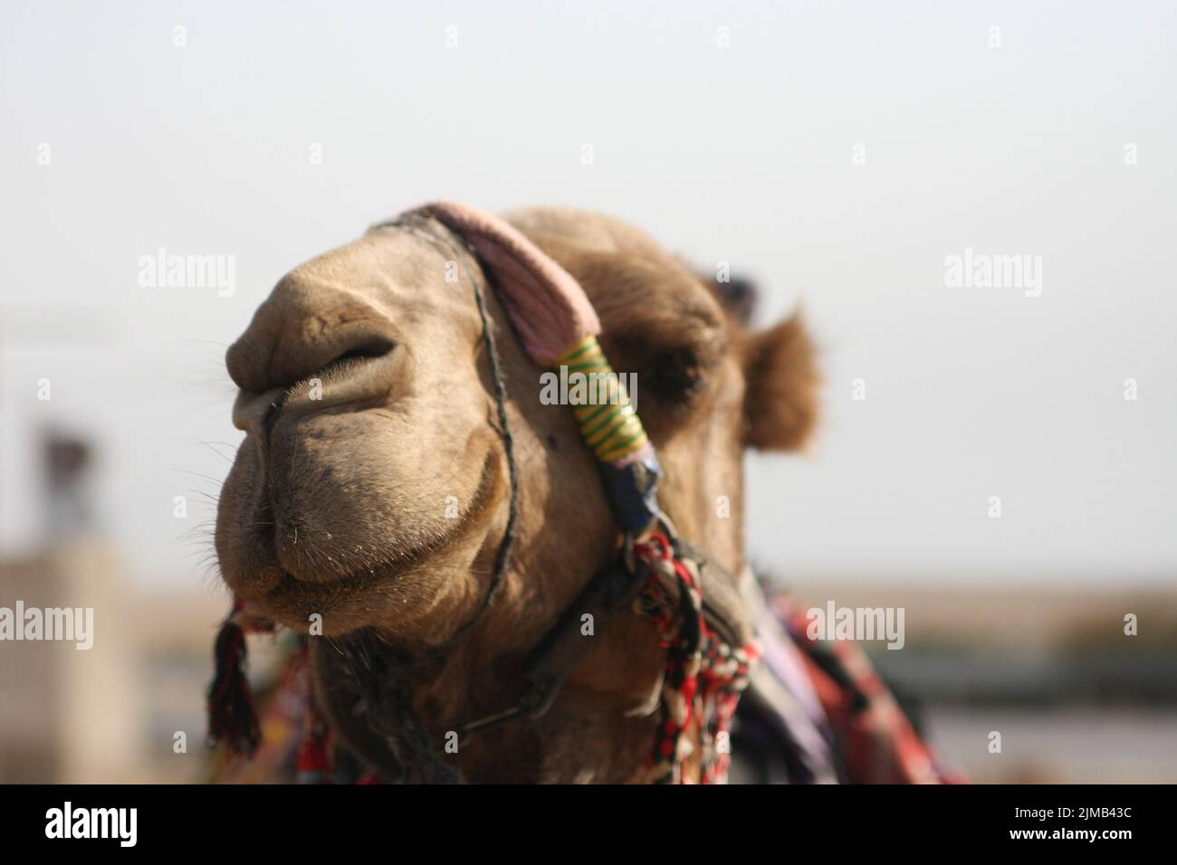 A portrait of a camel with accessories Stock Photo - Alamy