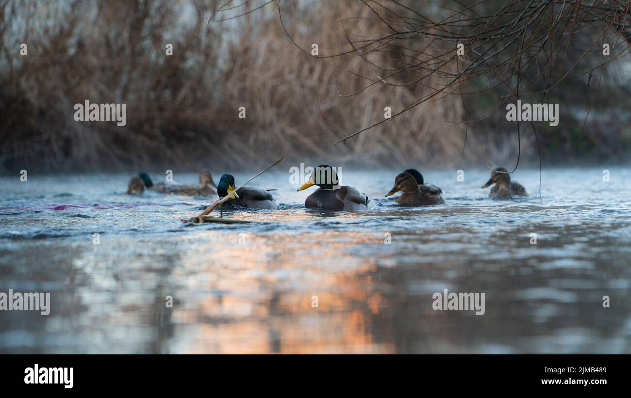 Group ducks swimming wallpaper hi-res stock photography and images - Alamy