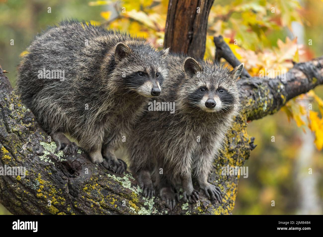 Raccoons (Procyon lotor) Sit Hunched Together in Tree Autumn - captive ...