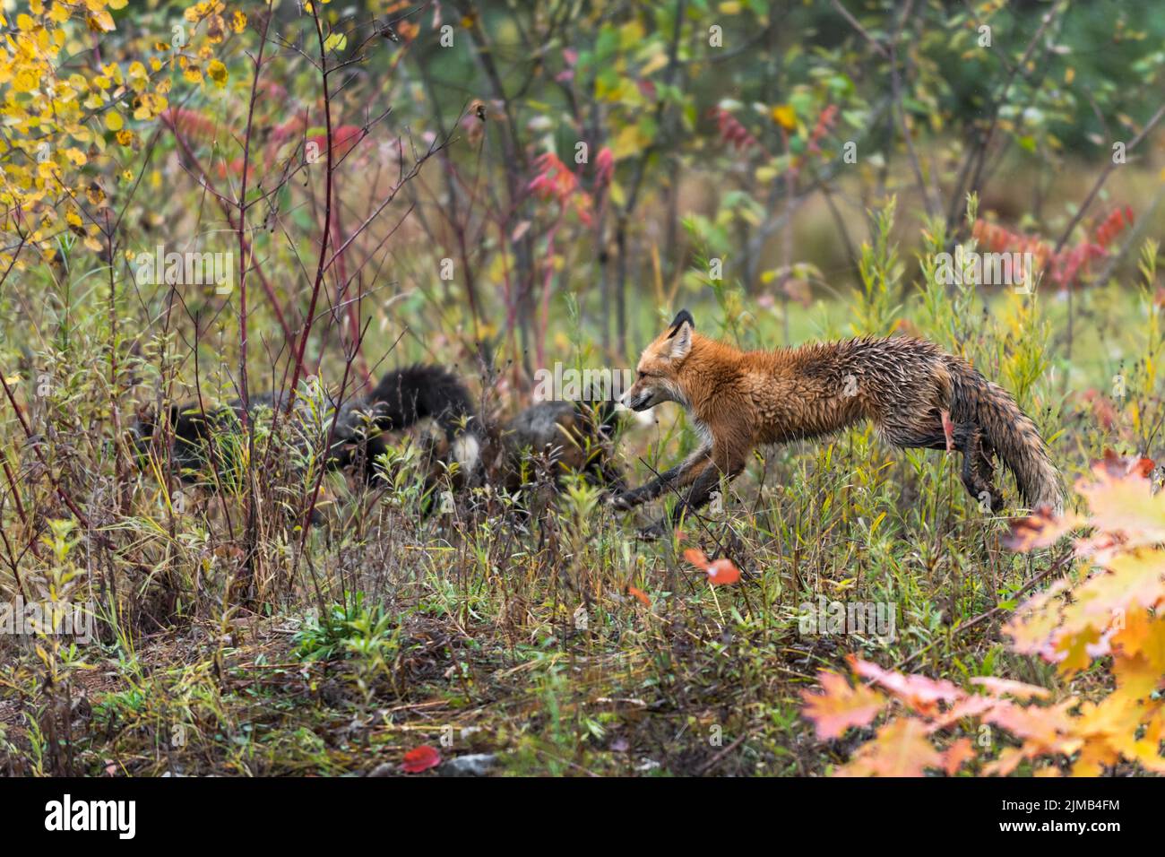 Red Fox (Vulpes vulpes) Runs Left Silver and Cross Foxes in Background ...