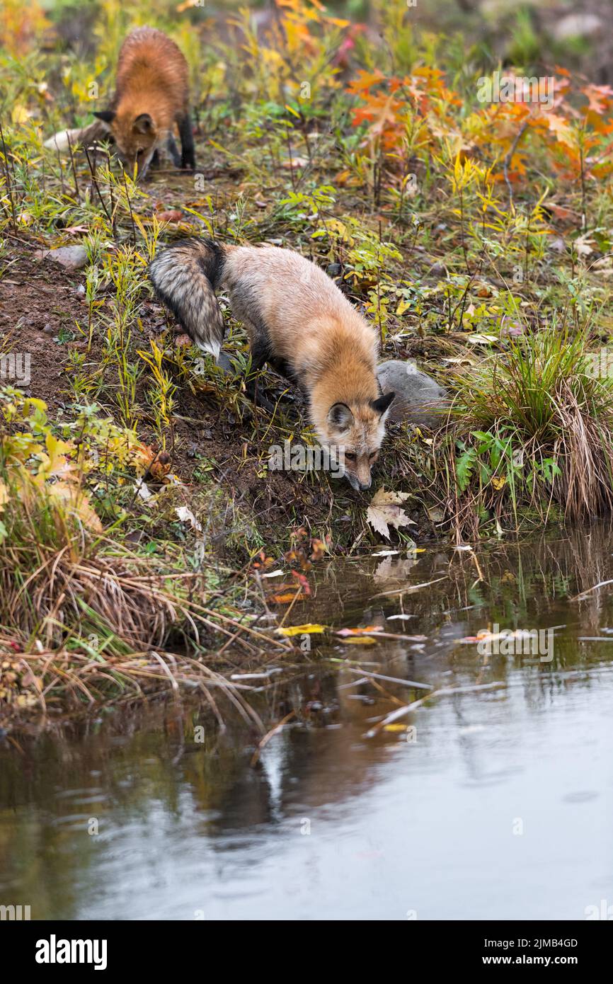 Amber Phase and Red Fox (Vulpes vulpes) Noses Down on Island Autumn ...