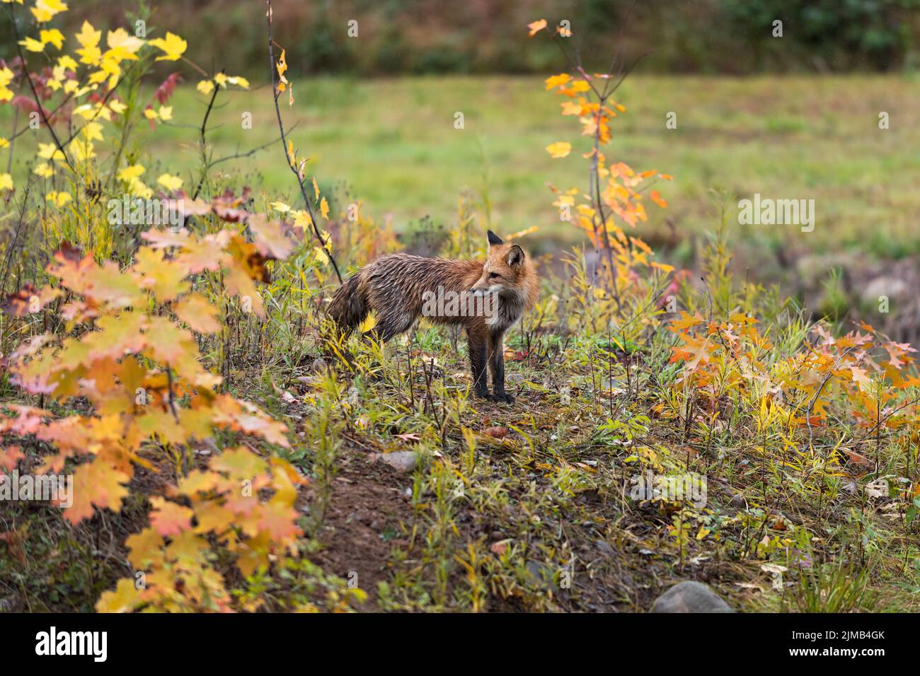 Red Fox (Vulpes vulpes) Looks Back Over Shoulder in Weeds Autumn ...