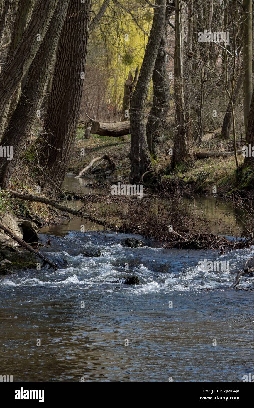 A small river flowing under a fallen tree trunk in a forest in Germany ...