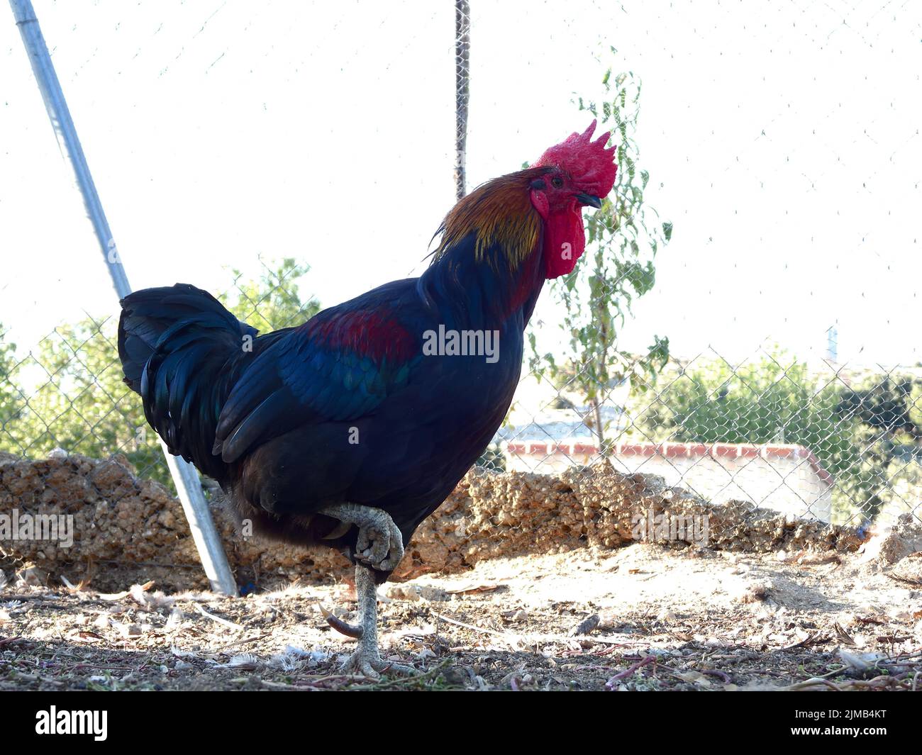 Marans rooster hi-res stock photography and images - Alamy