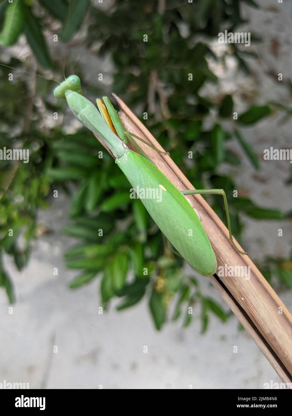 A closeup of a praying mantis (Rhombodera extensicollis) in the family ...