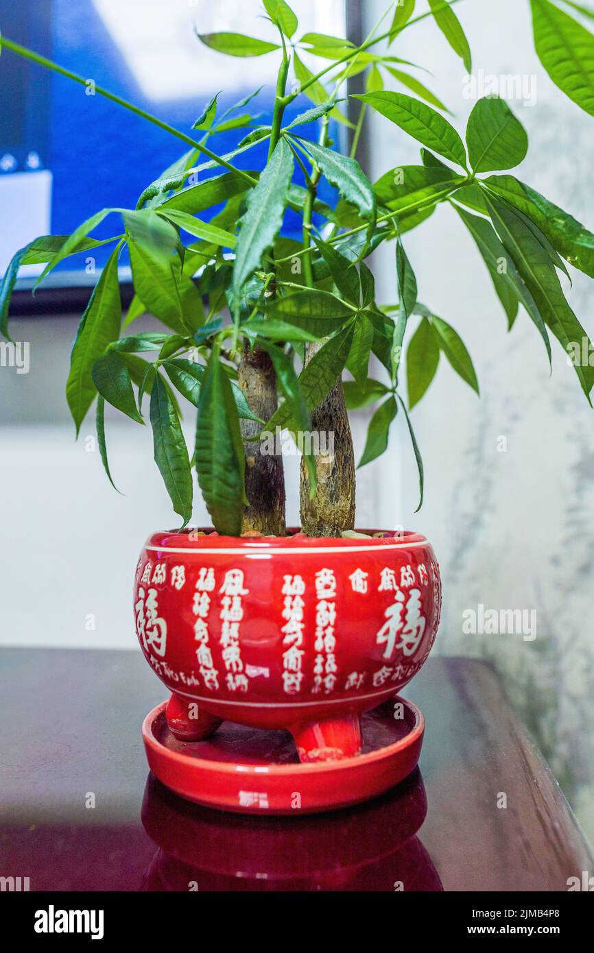 A vertical shot of a Pachira tree in a flowerpot in a room Stock Photo ...