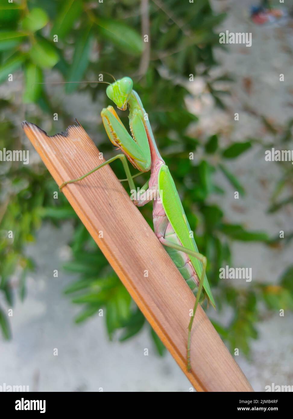 A closeup of a praying mantis (Rhombodera extensicollis) in the family ...