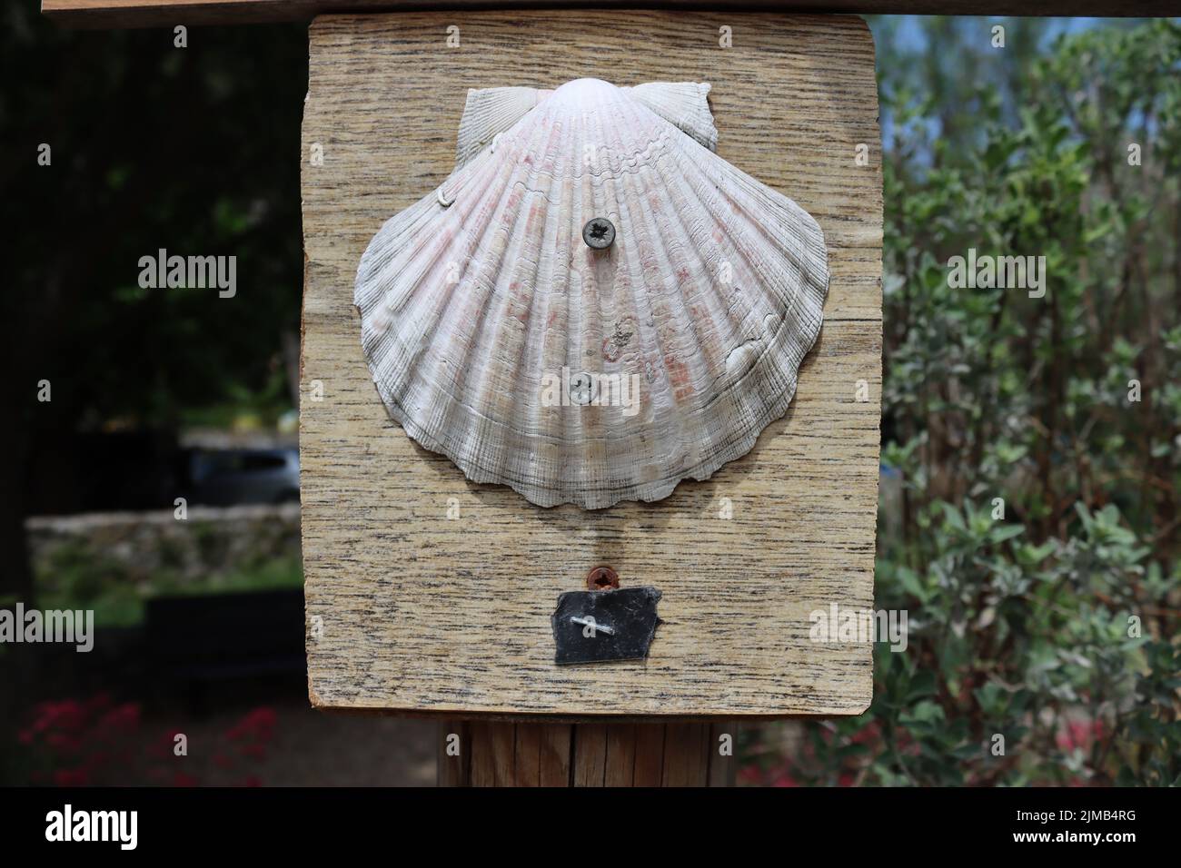 A closeup of the scallop shell on a wall Stock Photo - Alamy