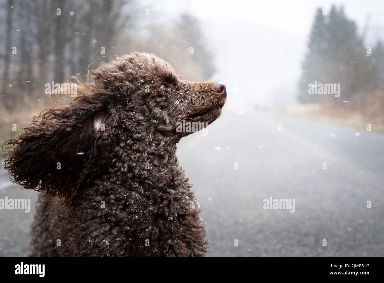 A close-up of a brown poodle under falling snow in cold windy weather ...