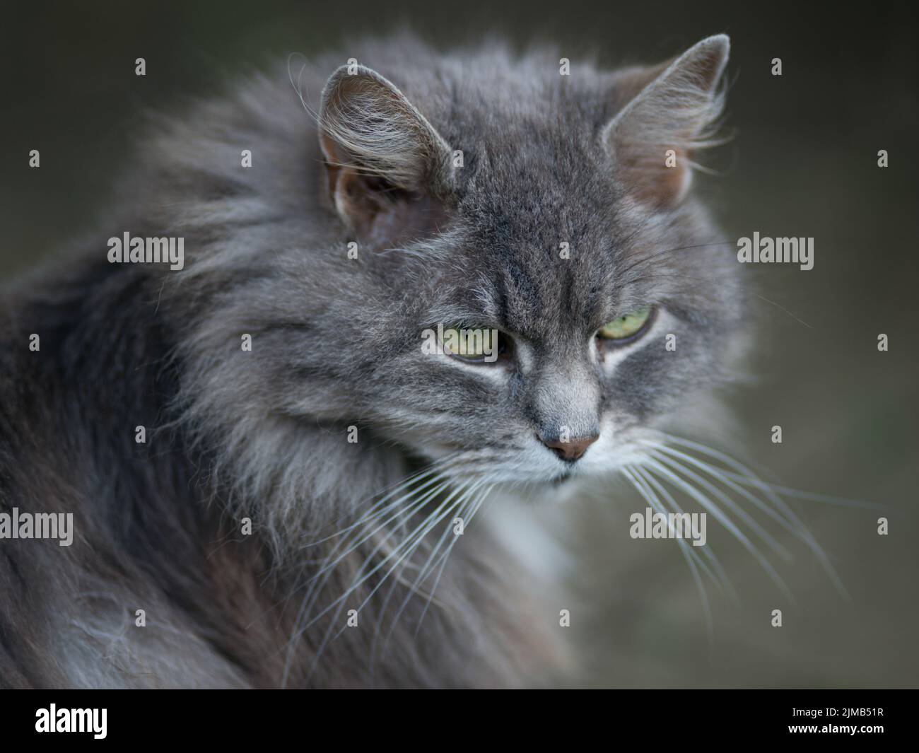 A portrait of a British semi-longhair cat with green eyes staring ...