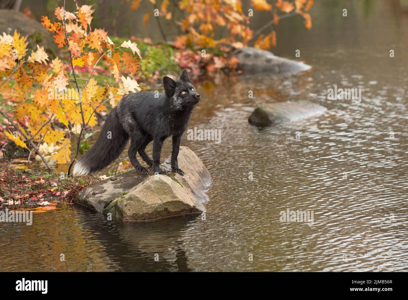 Silver Fox (Vulpes vulpes) Stands on Rock Looking Up Autumn - captive ...