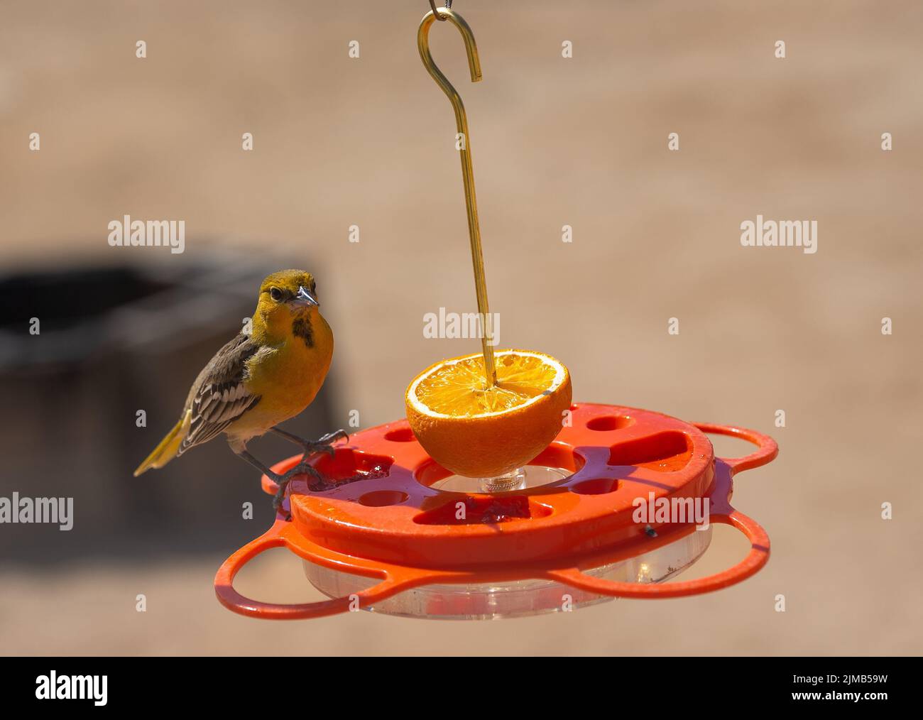 A mandarin feeder bird eating an orange in the park Stock Photo - Alamy