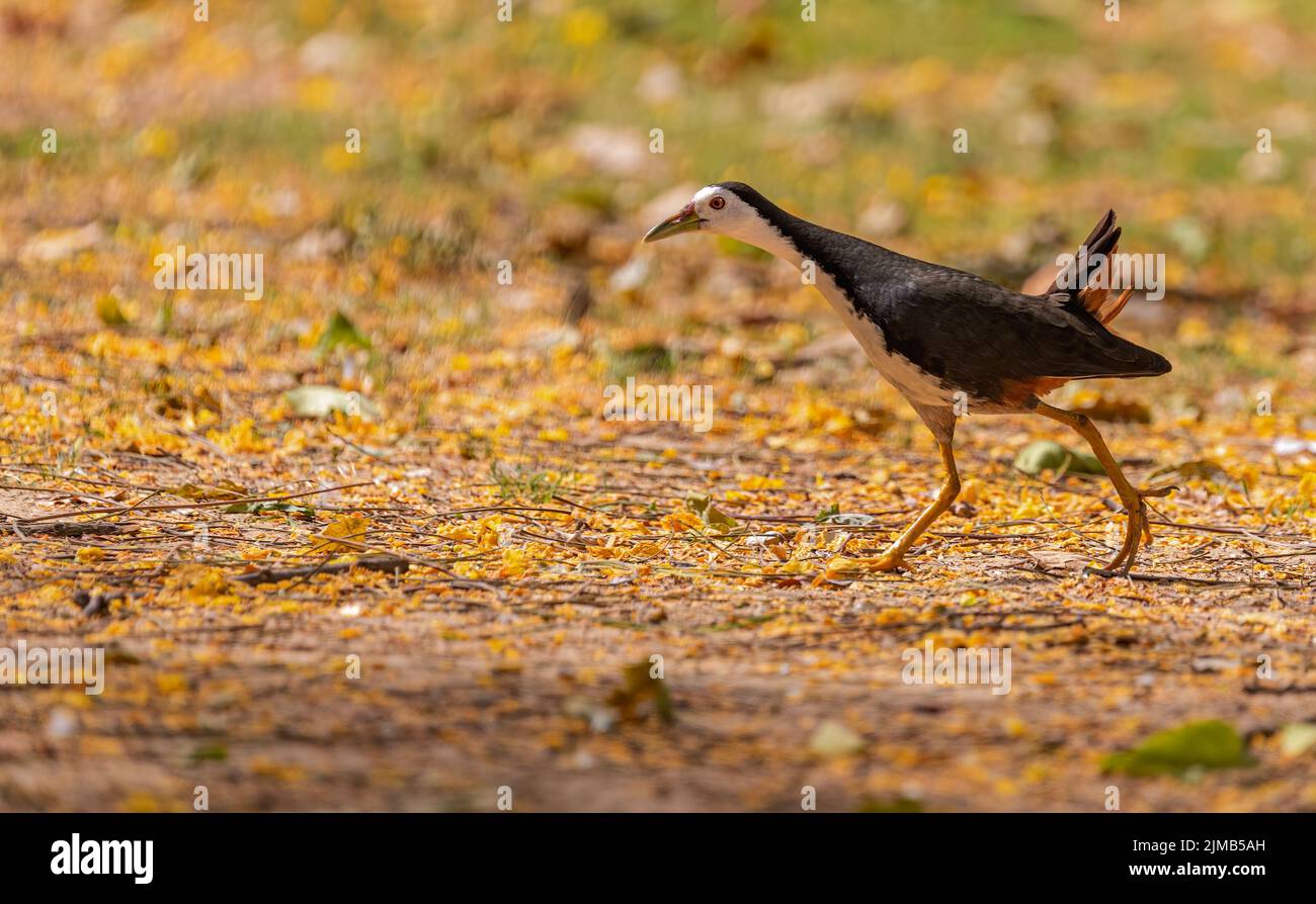 A white Chested Water hen with food in its mouth Stock Photo - Alamy