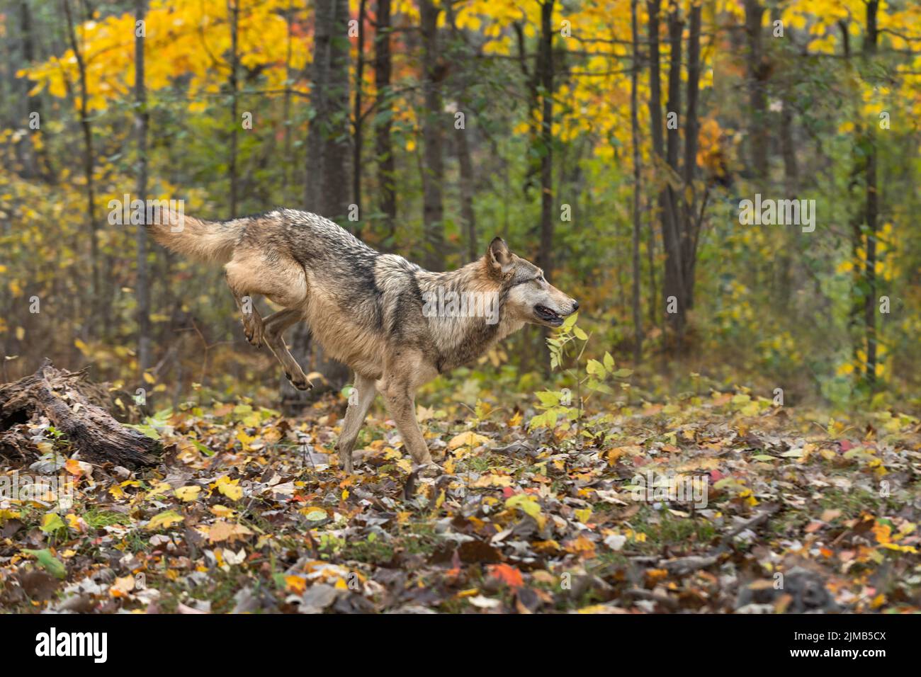 Grey Wolf (Canis lupus) Lands After Leaping Over Log Autumn - captive ...