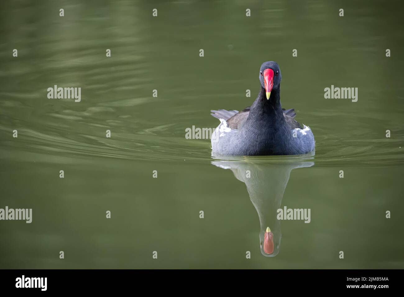 A beautiful shot of a Moorhen bird swimming and reflecting on the water ...