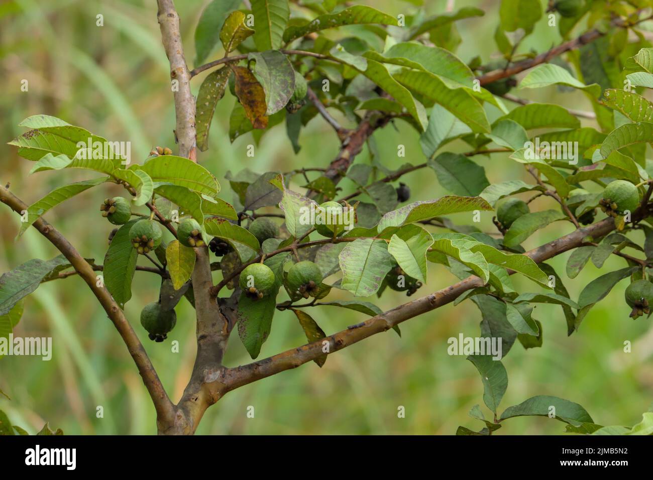The green guava fruits hanging on tree in Philippines Stock Photo - Alamy