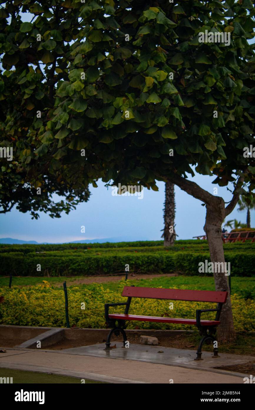 A vertical shot of an empty wooden banch under a tree at the park Stock ...