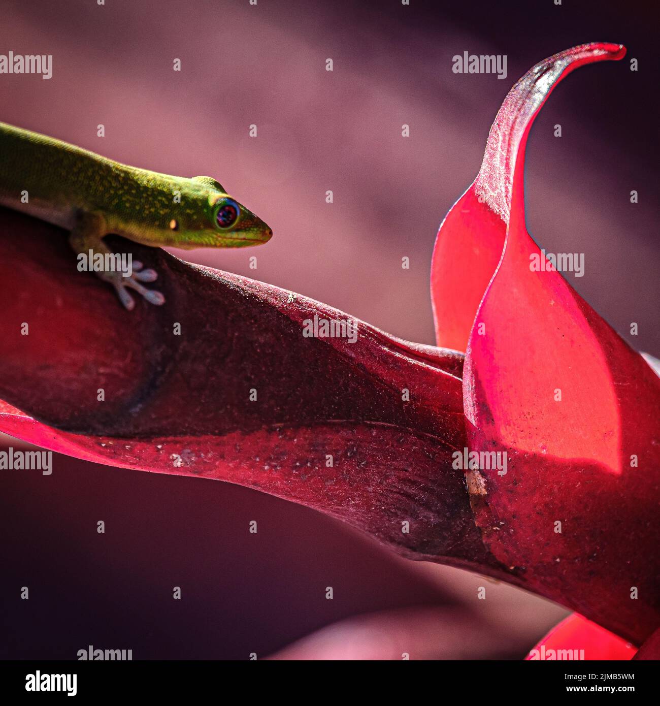 Gecko sitting on a plant hi-res stock photography and images - Alamy