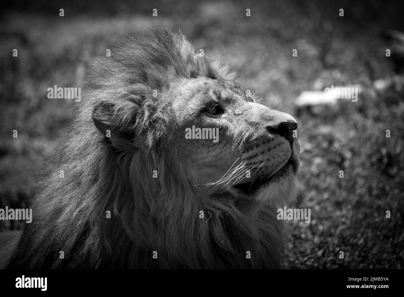 The close-up grayscale of a beautiful calm Barbary lion's face Stock ...