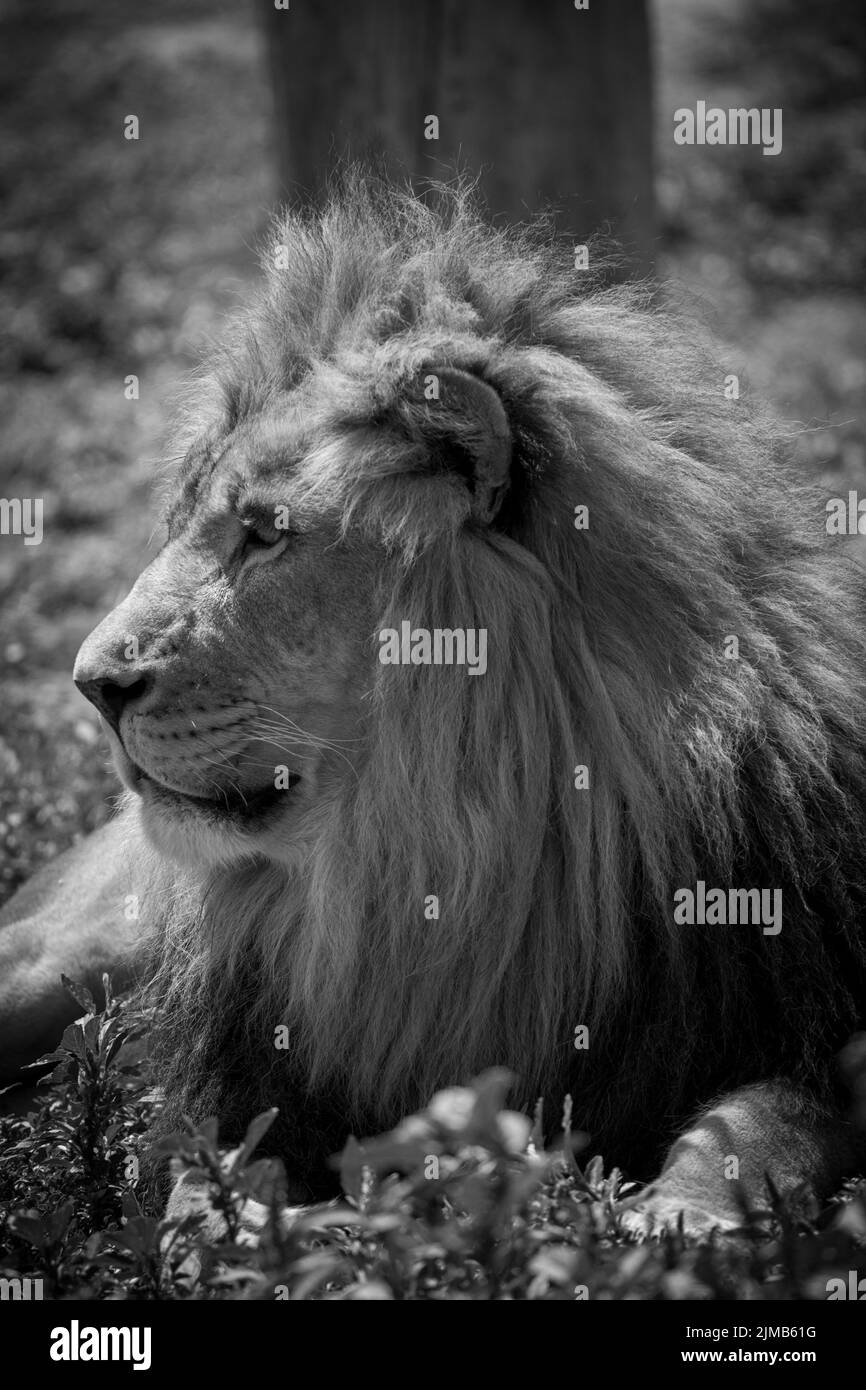 The vertical close-up grayscale of a beautiful calm Barbary lion's head ...