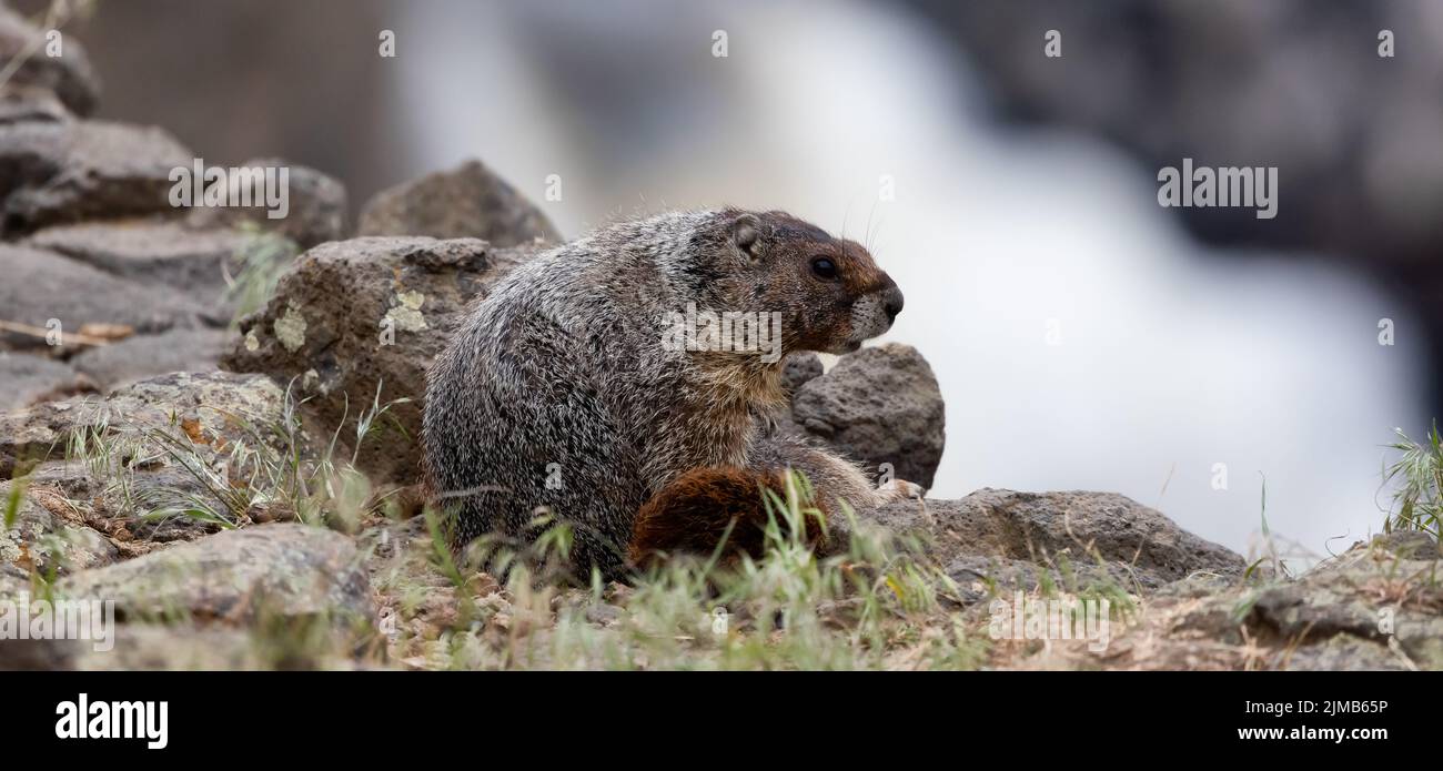 American marmot hi-res stock photography and images - Alamy