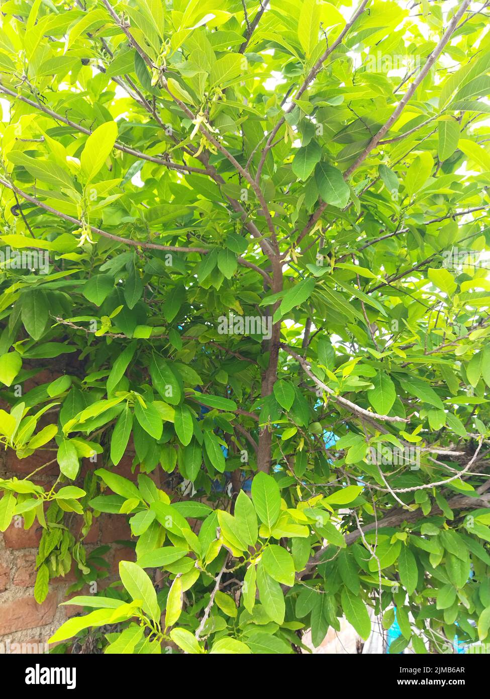 A sitaphal tree in India with a background blur Stock Photo - Alamy