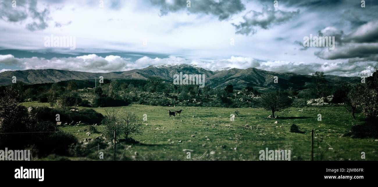 A panoramic view of horses grazing in a green field against mountains ...