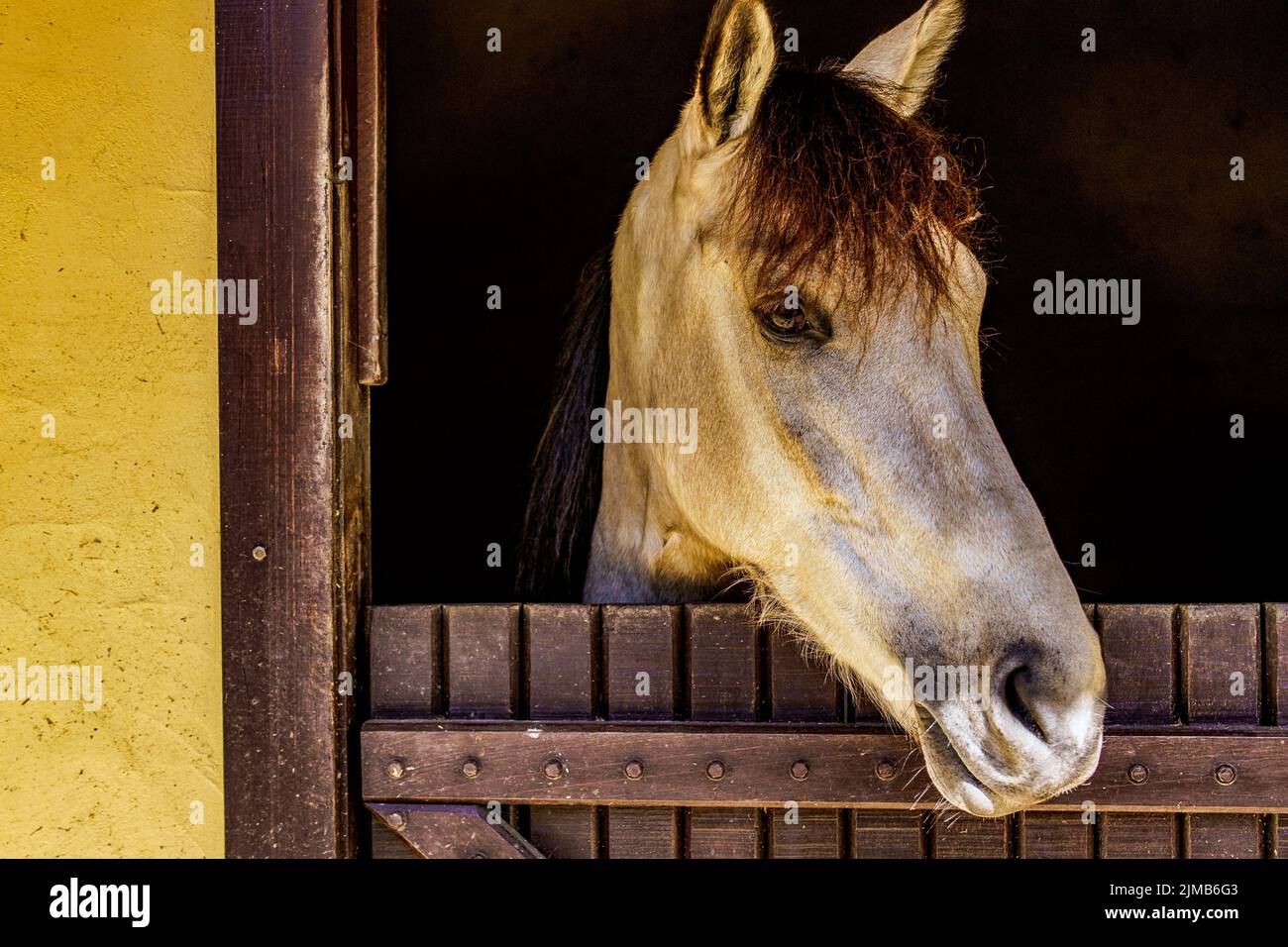 Horse head over fence hi-res stock photography and images - Alamy