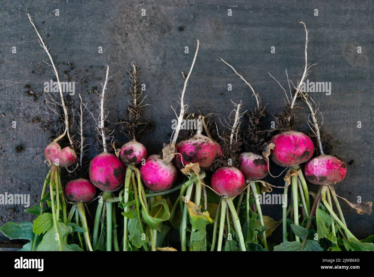 bunch of fresh radishes just harvested from the organic garden Stock ...
