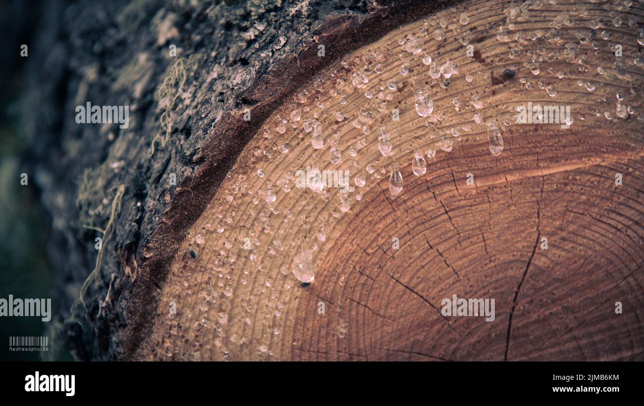 Freshly cut tree now leaking some fresh sap Stock Photo - Alamy