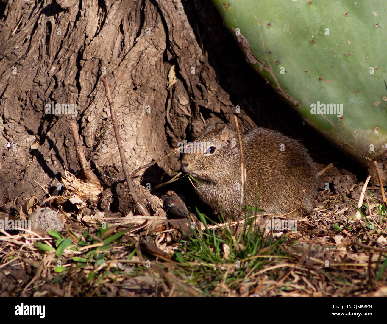 a close up of a Microcavia australis, a rodent that lives in South ...