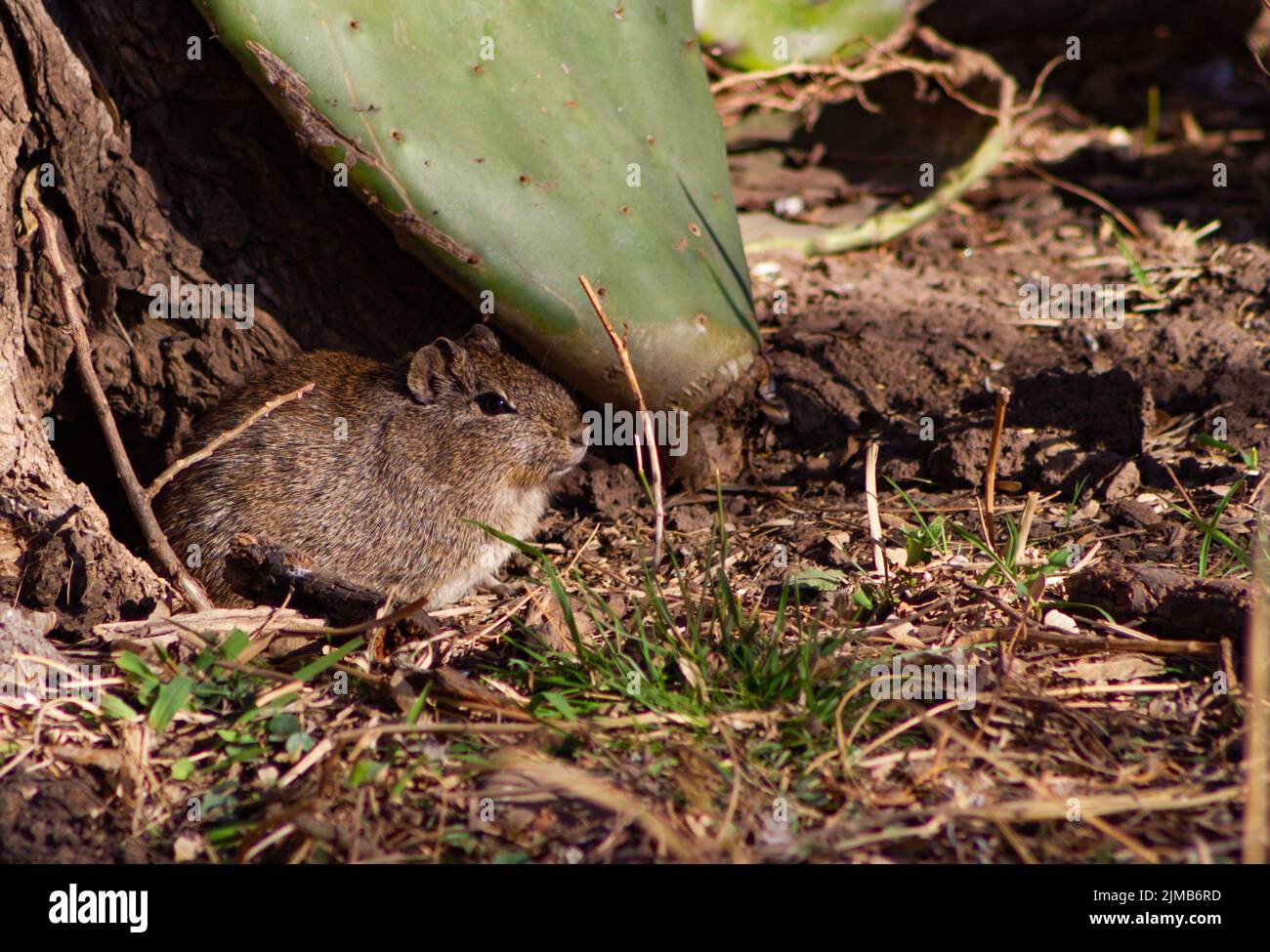 a close up of a Microcavia australis, a rodent that lives in South ...