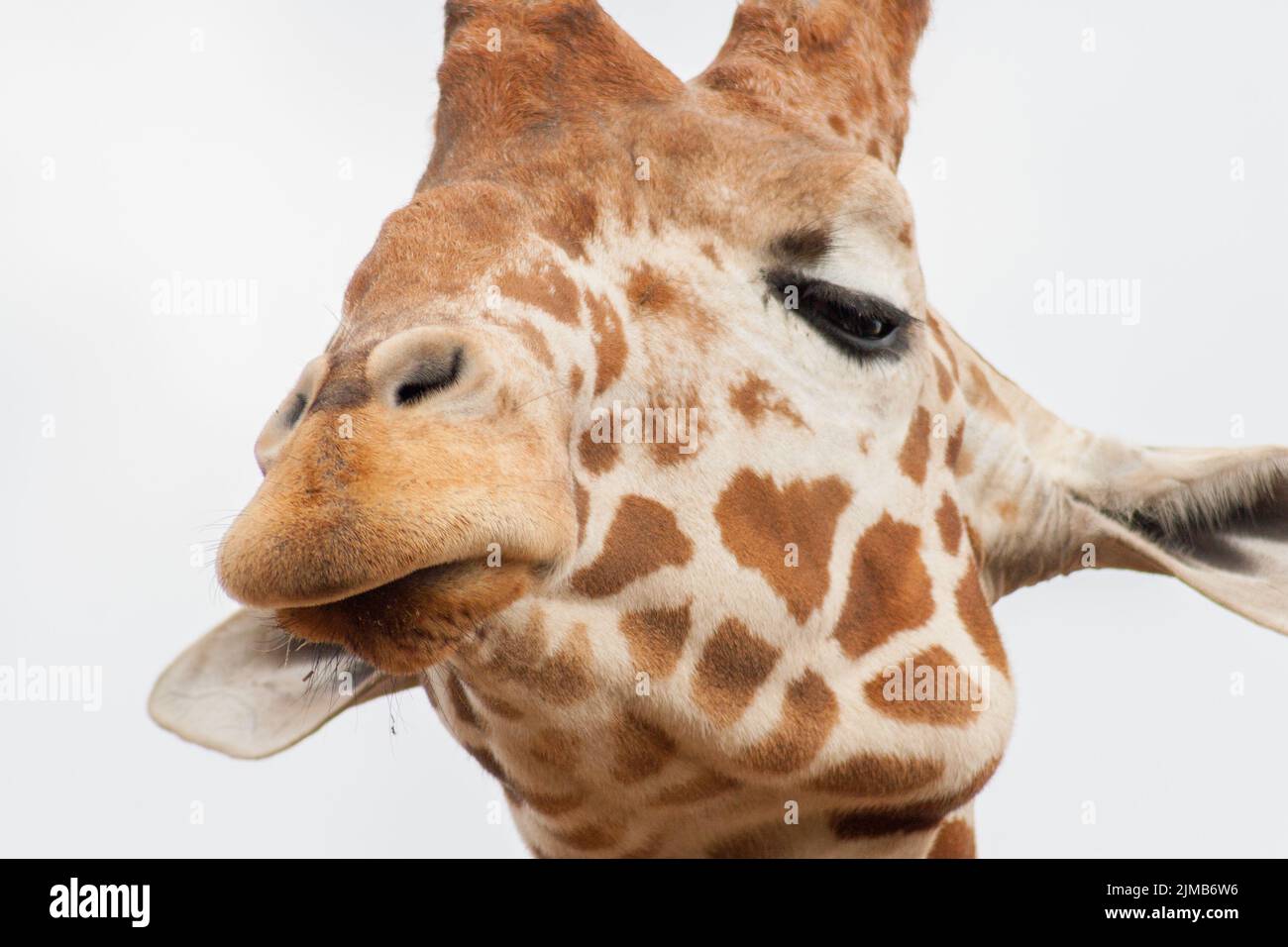 Giraffe head pattern hi-res stock photography and images - Alamy