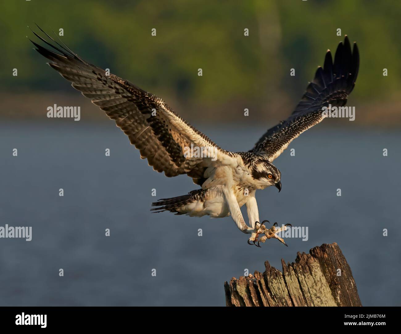 A beautiful wild osprey bird landing on a piece of wood with a blurred ...
