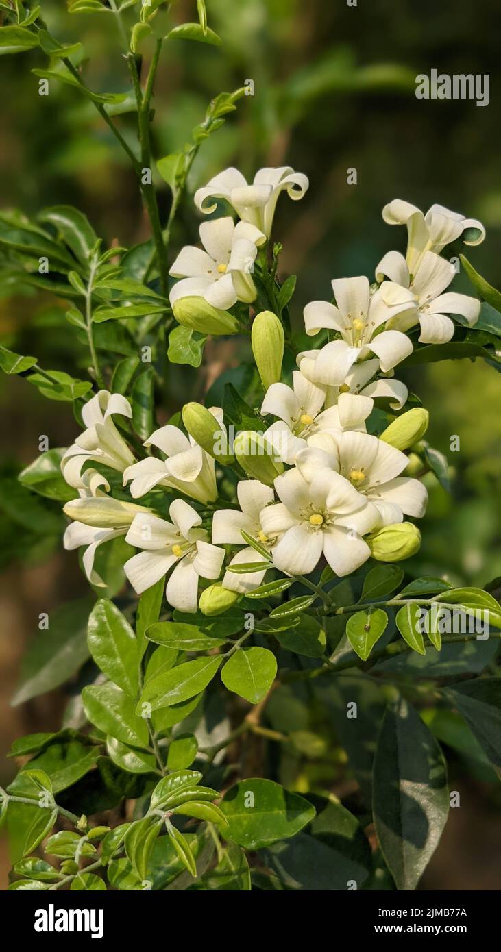 A vertical closeup of Murraya paniculata, commonly known as orange ...